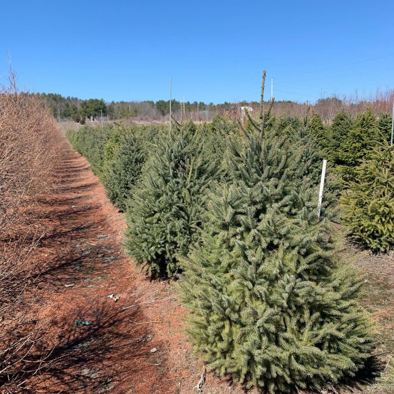 Products - Pierson Nurseries, Inc.